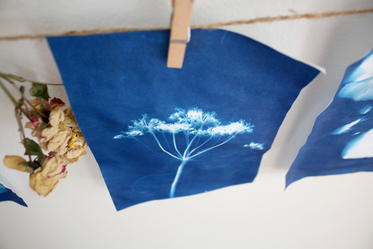 Botanical Sun Printing On Paper » Homesong