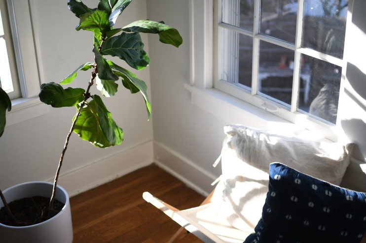 Growing Lessons | Top Eight Tips for Fiddle Leaf Home Care » Homesong